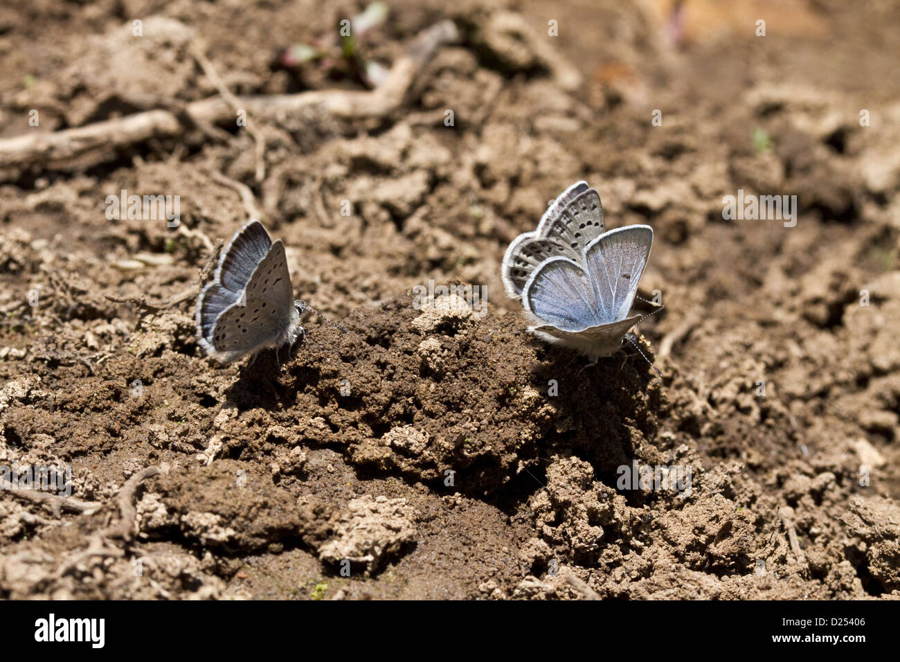 Western tailed Blue Butterfly attracted to moisture in the soil. Utah ...