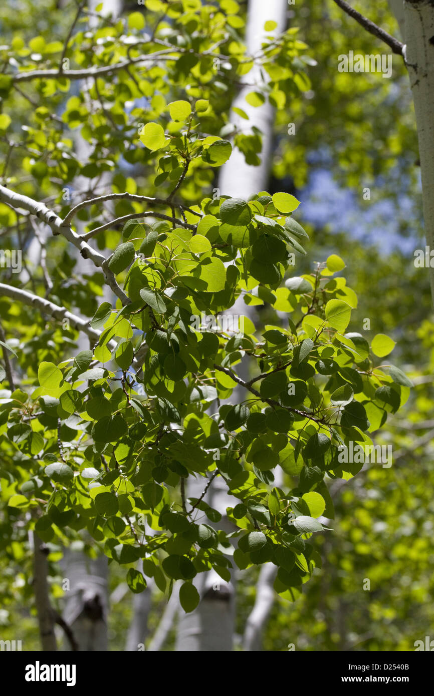 Quaking aspen spring hi-res stock photography and images - Alamy