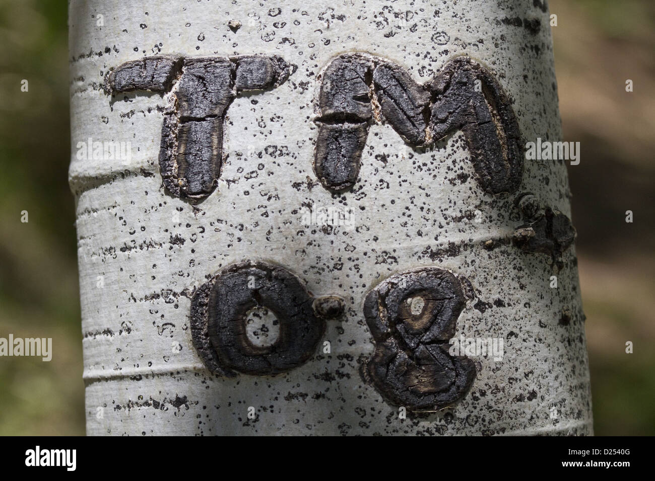 Initials Carved On Tree High Resolution Stock Photography and Images ...