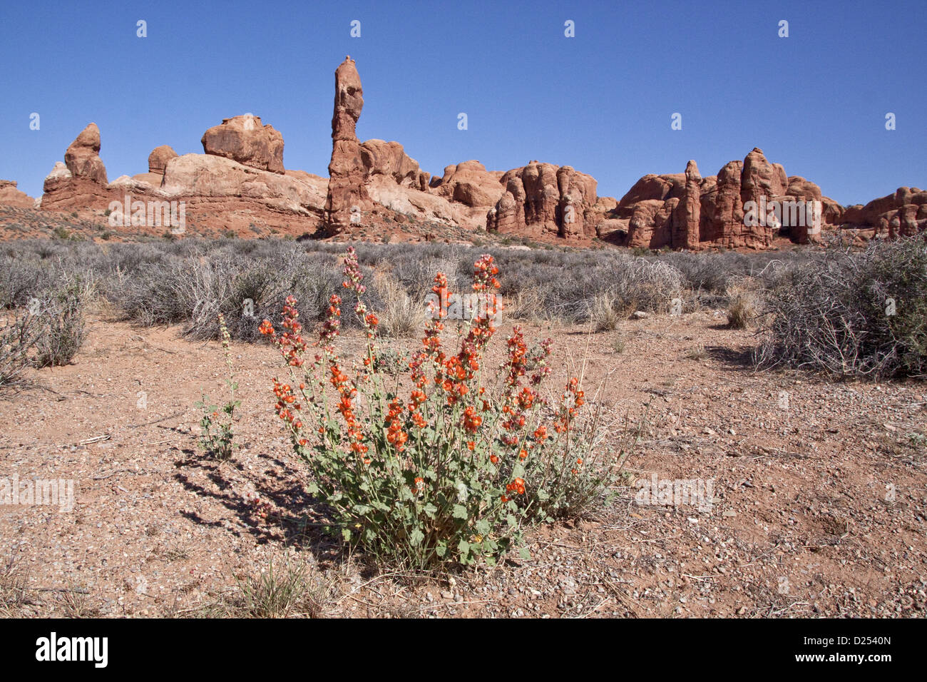 Desert Gobemallow or Hollyhock at Arches National Park Stock Photo - Alamy