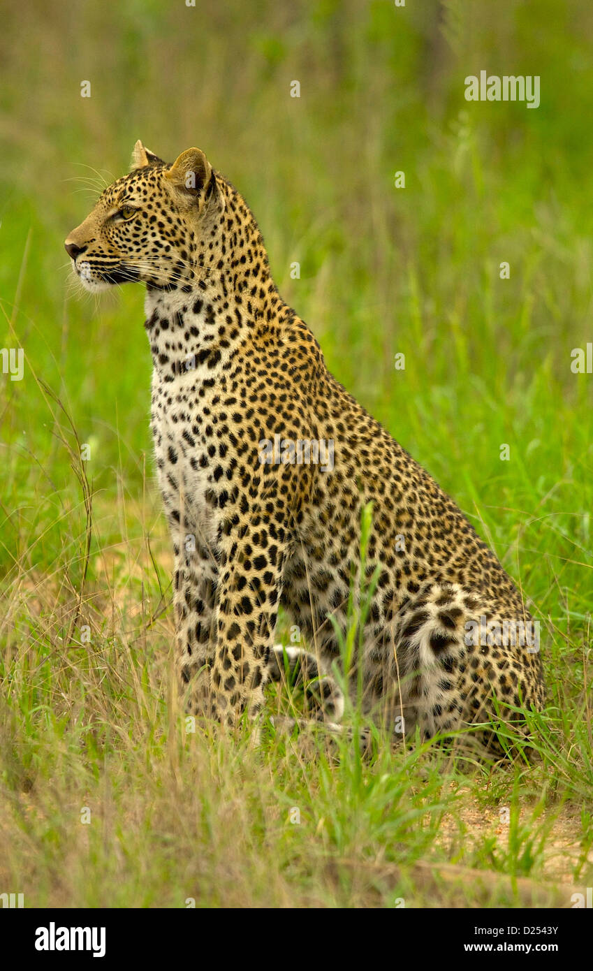 Leopards of the Greater Kruger Park, South Africa Stock Photo - Alamy