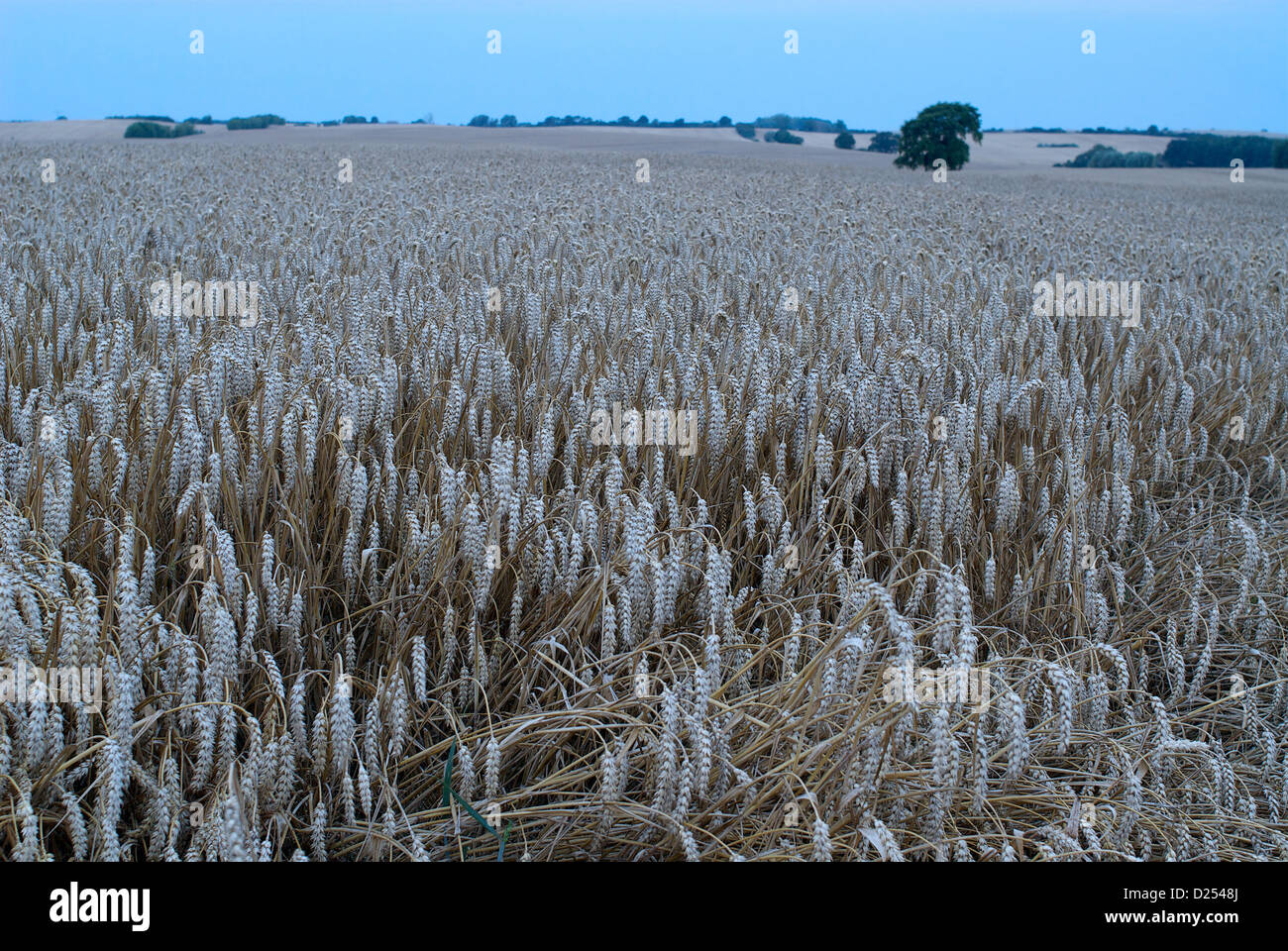 Cornfields at dusk hi-res stock photography and images - Alamy