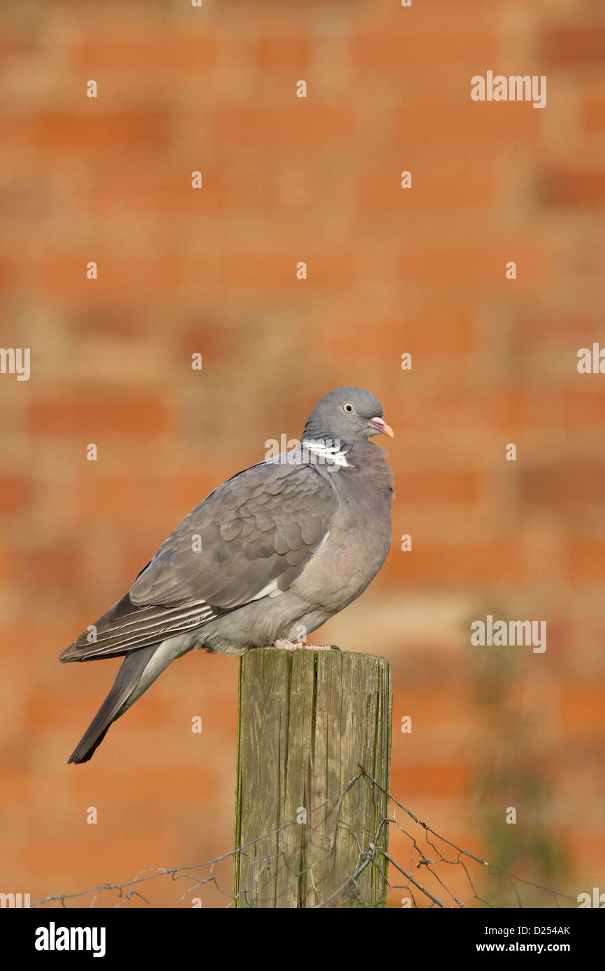 Pigeon post hi-res stock photography and images - Alamy