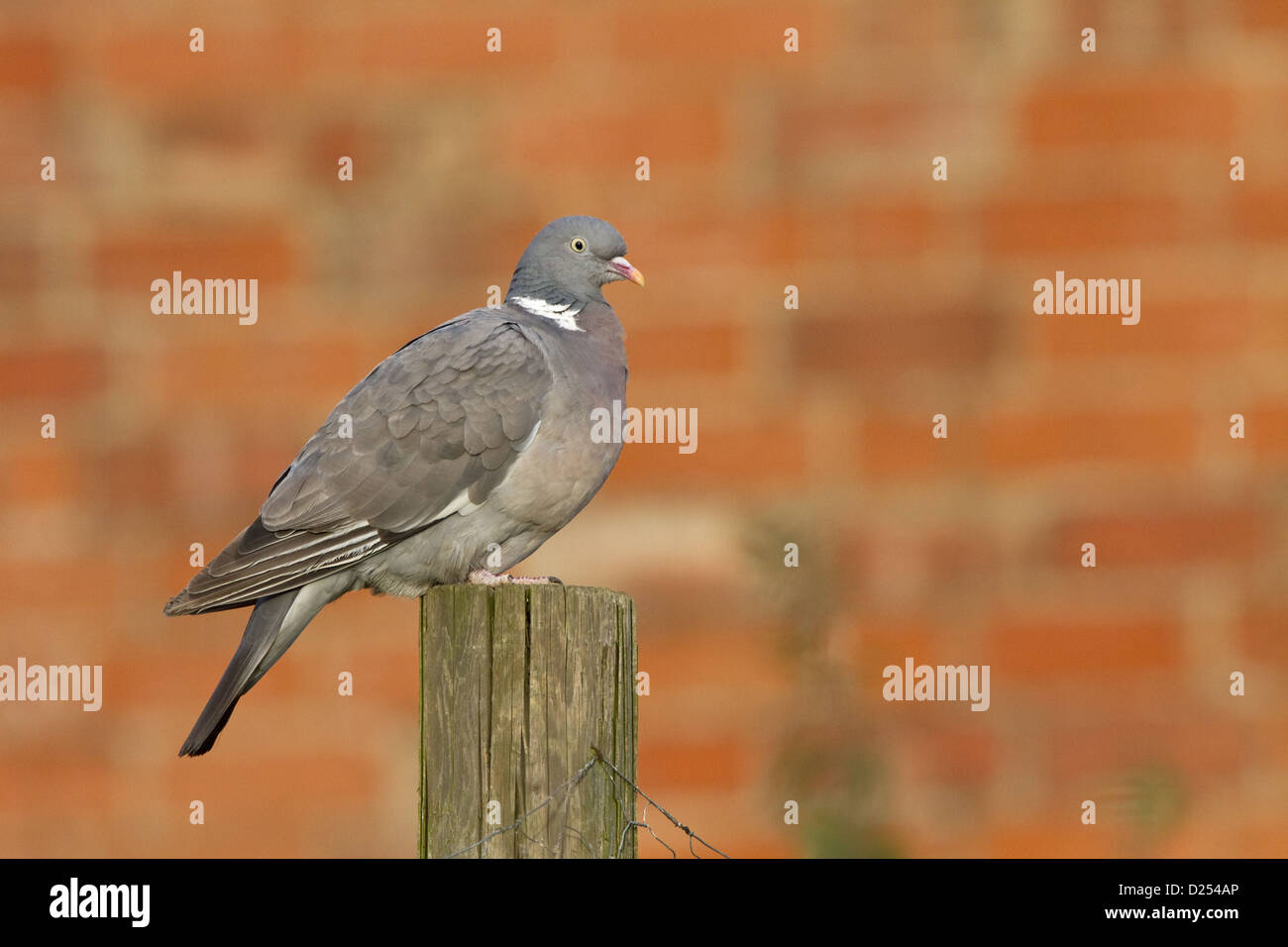 Pigeon post hi-res stock photography and images - Alamy