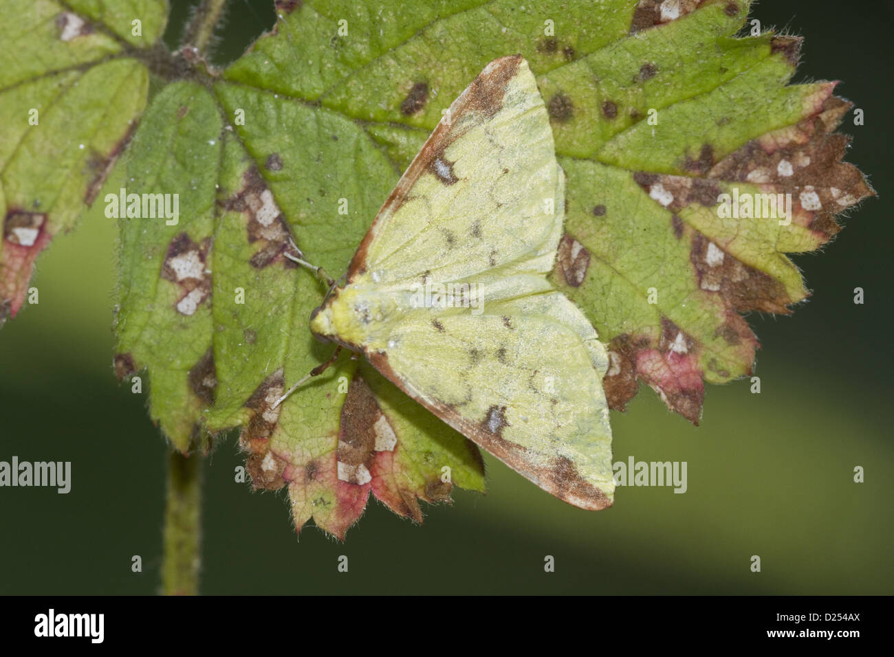 Brimstone Moth on autumn leaf Stock Photo - Alamy
