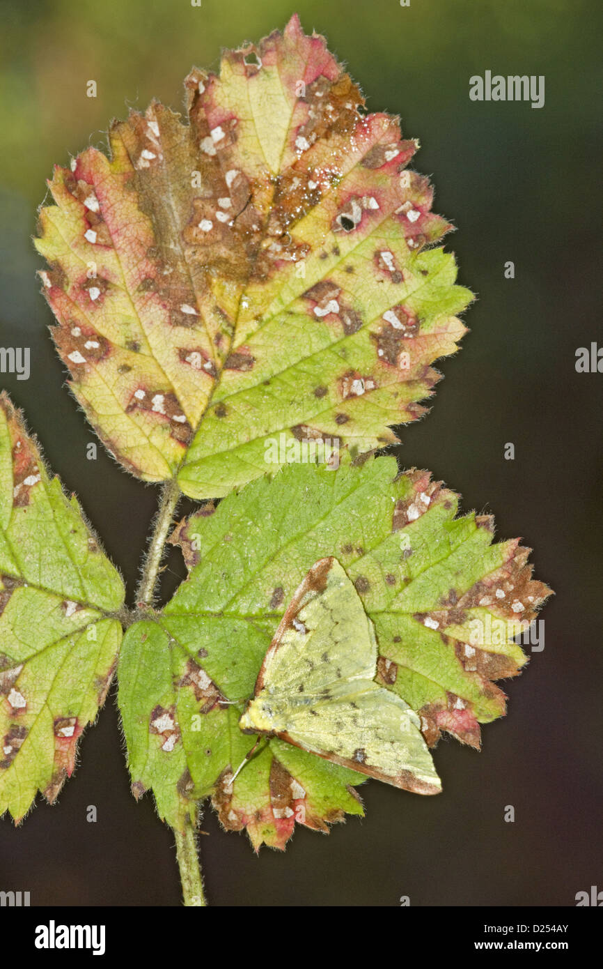 Leaf moth hi-res stock photography and images - Alamy