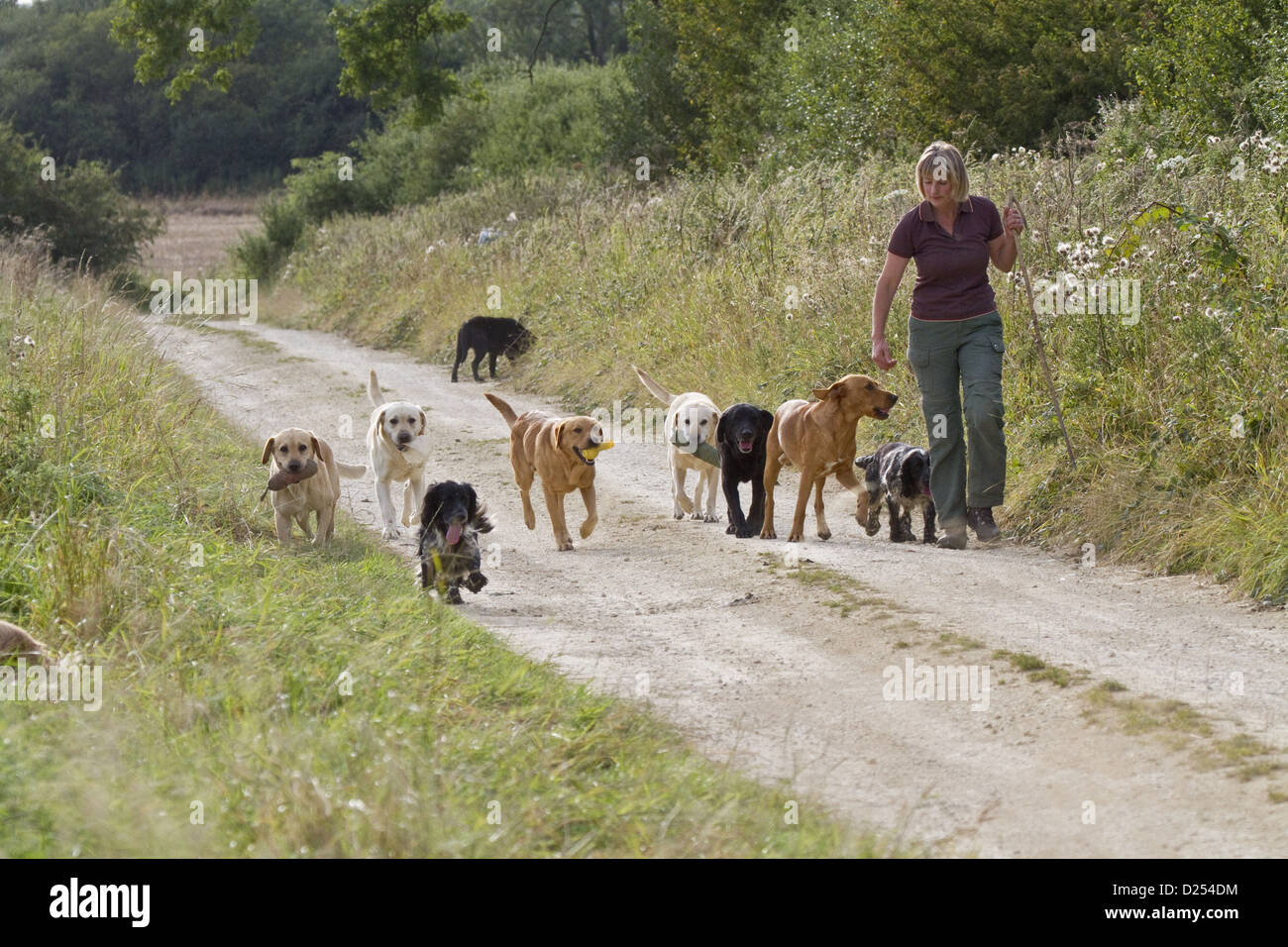 Women with cocker spaniel gundog hi-res stock photography and images ...