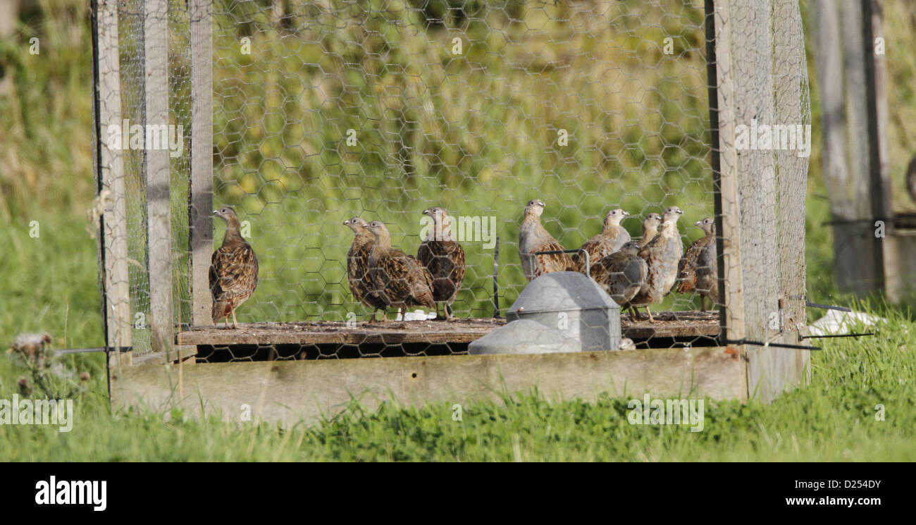 Breeding pens for Grey Partridge Stock Photo - Alamy
