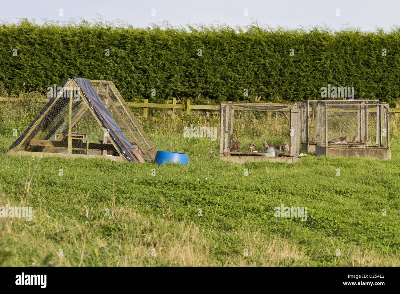 Breeding pens for Grey Partridge Stock Photo - Alamy