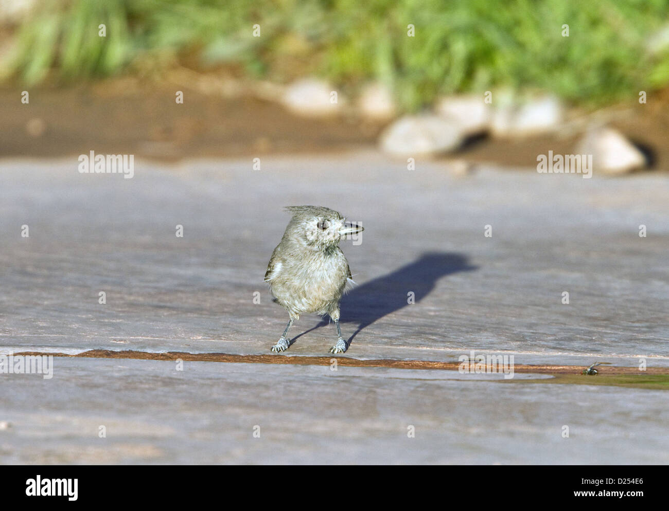 Juniper Titmouse High Resolution Stock Photography and Images - Alamy