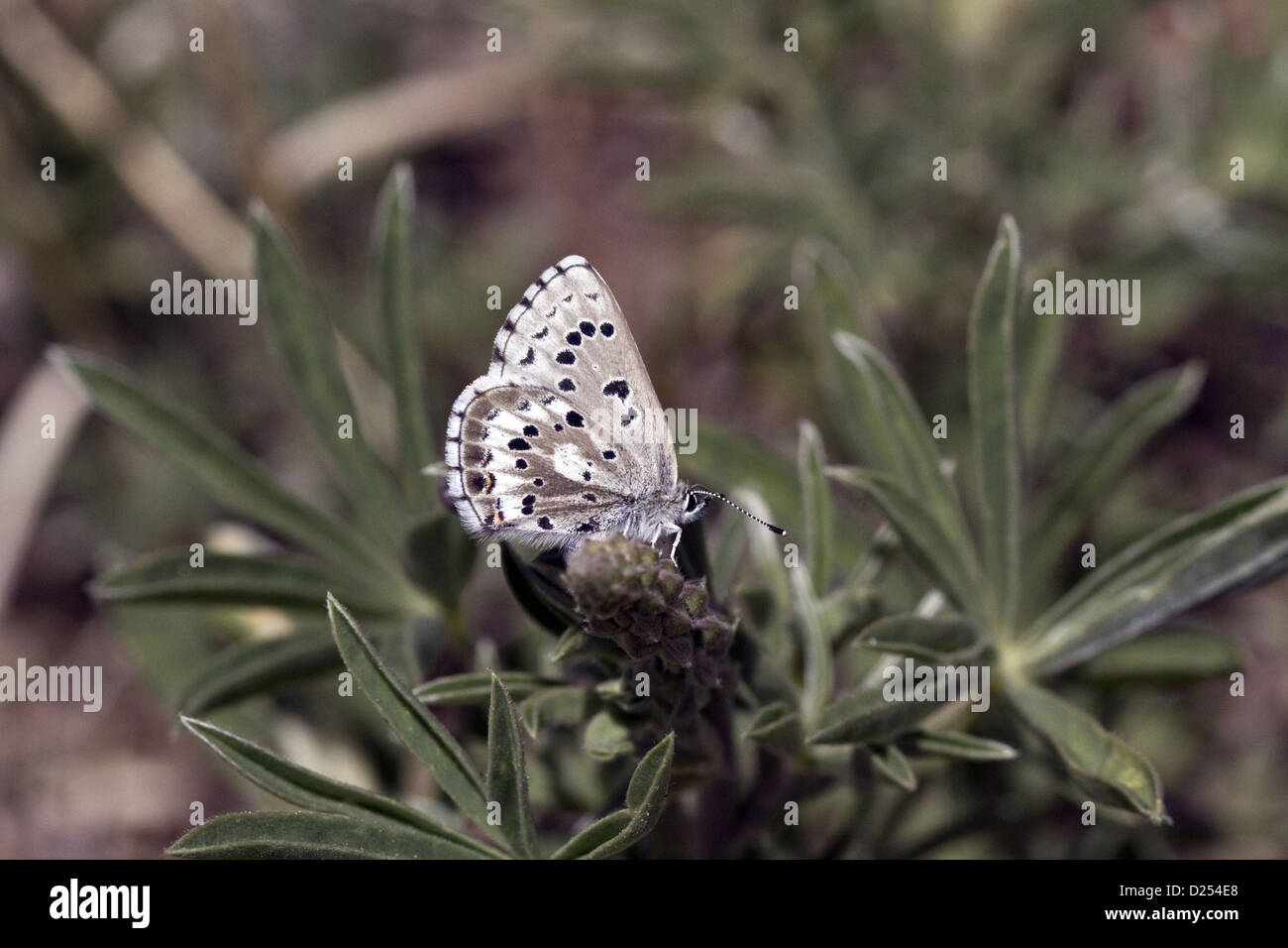 Arrowhead blue butterflies, Glaucopsyche piasus Stock Photo - Alamy