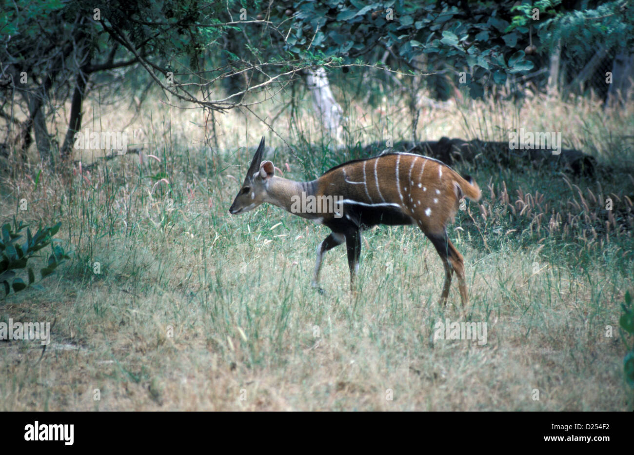 Bushbuck hi-res stock photography and images - Alamy