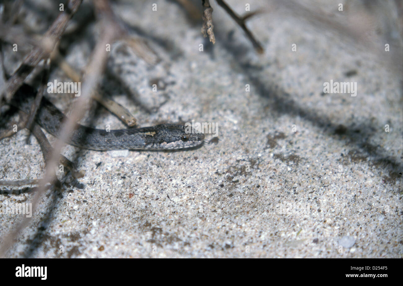 Central Galapagos Racer - Santa fe Island Stock Photo - Alamy