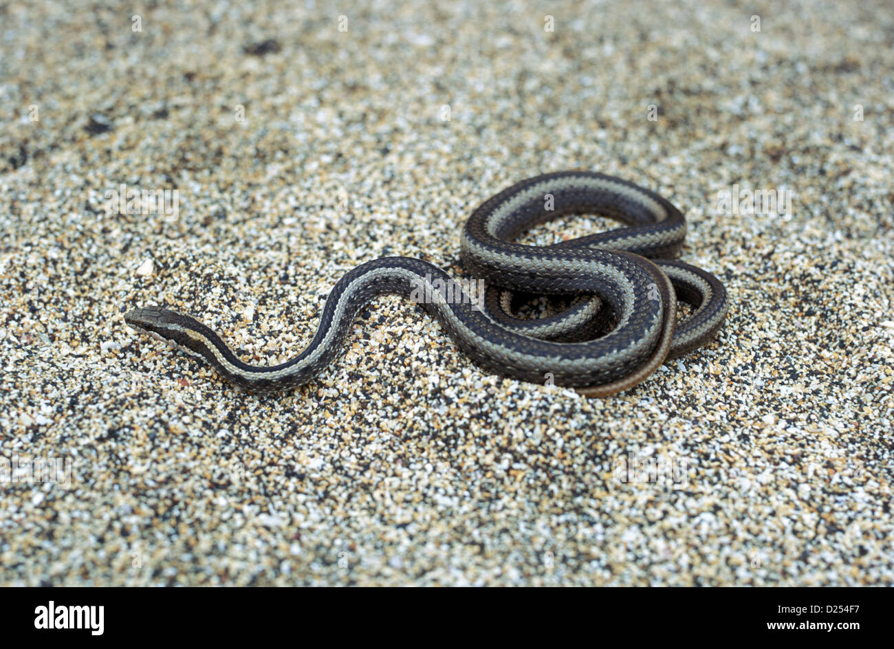 Hood Racer - Galapagos Islands Stock Photo - Alamy