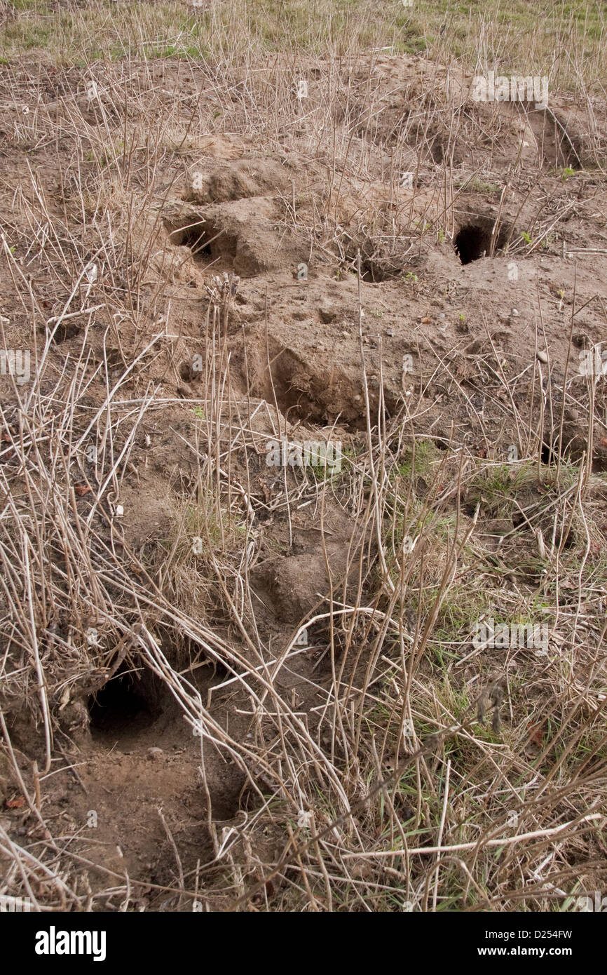 Rabbit burrows in sandy soil on Suffolk farmland Stock Photo - Alamy
