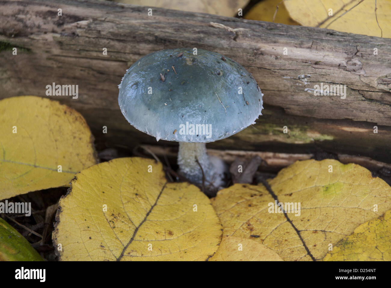 Stropharia aeruginosa commonly known verdigris agaric first it vivid ...