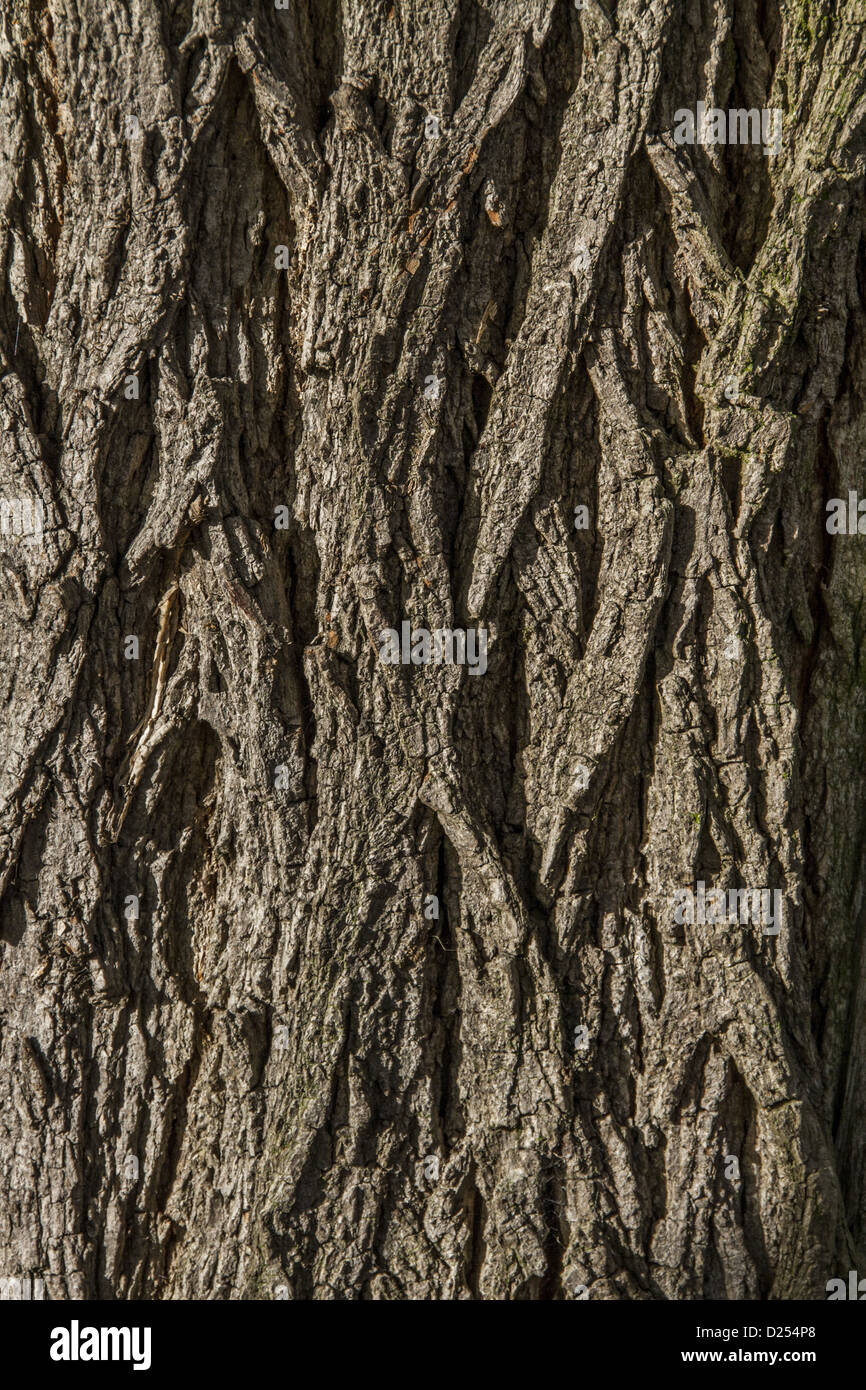 Robinia pseudoacacia, commonly known as the Black Locust or False ...