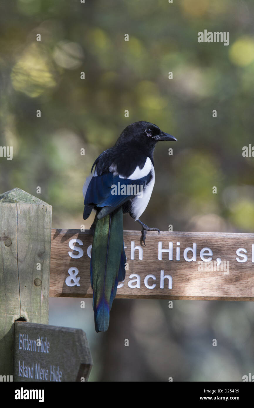 The magpie detail hi-res stock photography and images - Alamy