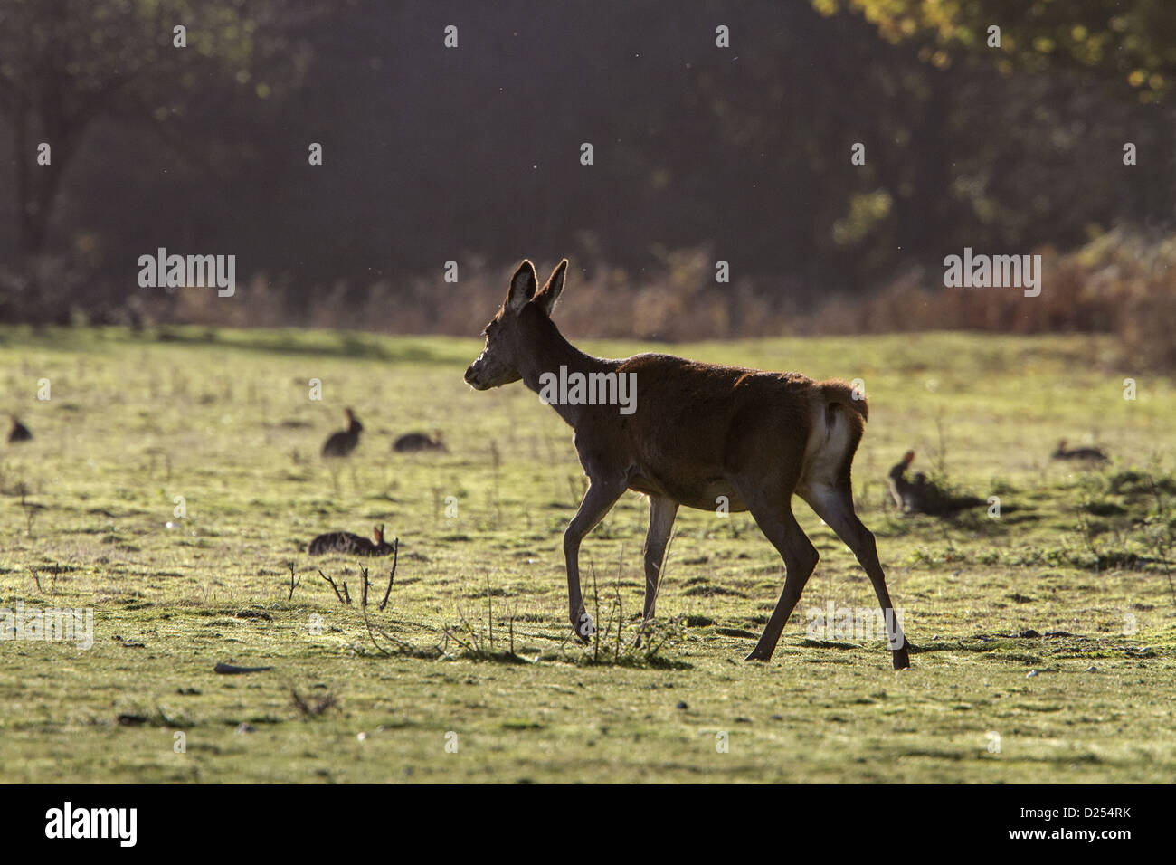 With deer and rabbits hi-res stock photography and images - Alamy