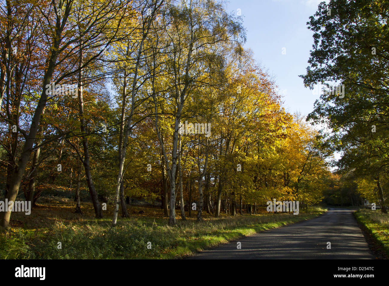 Silver birch trees in autumn colour by country road in Tunstall Forest ...