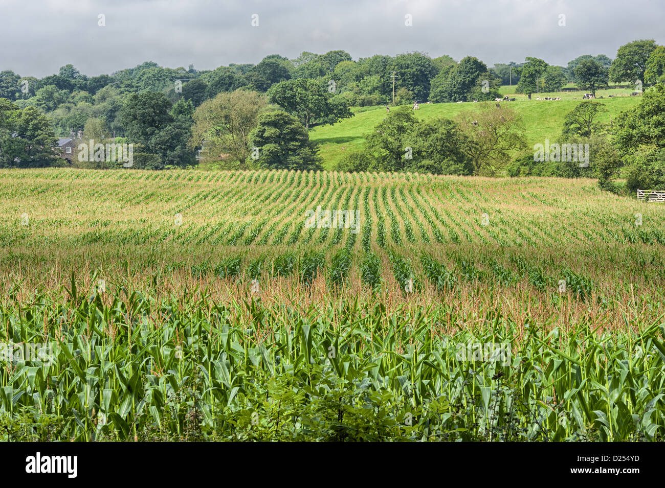 Maize grown feed dairy cattle hi-res stock photography and images - Alamy