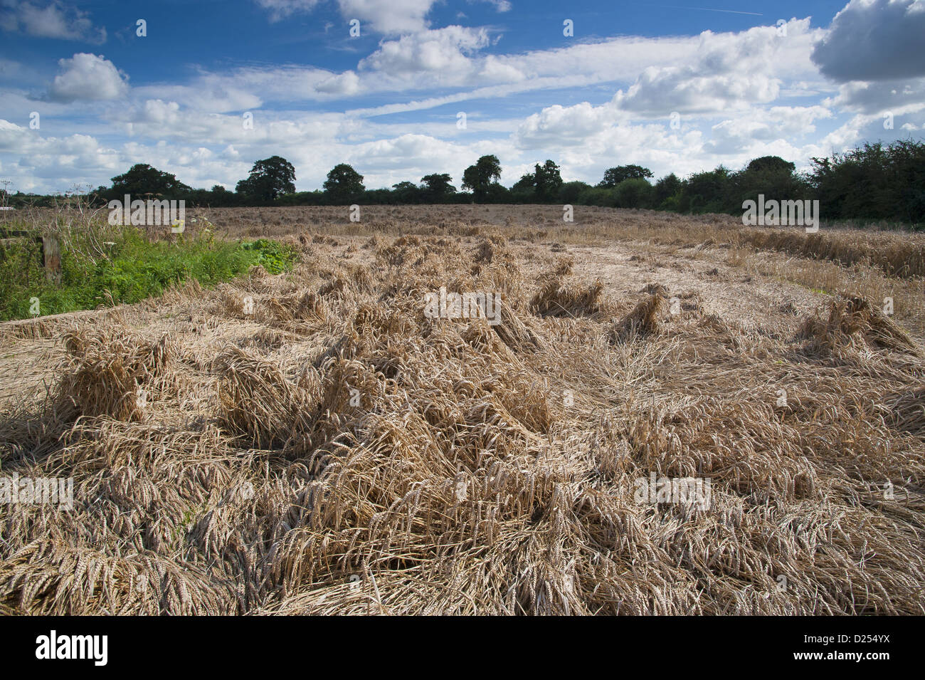 Wind storm damage farm crop High Resolution Stock Photography and ...