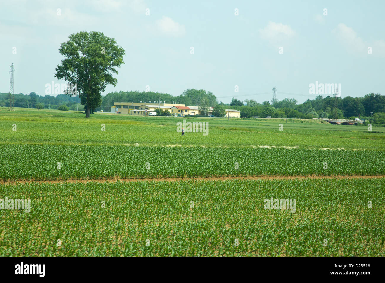 Crops growing in Spring in the Piedmont region of Italy Stock Photo - Alamy