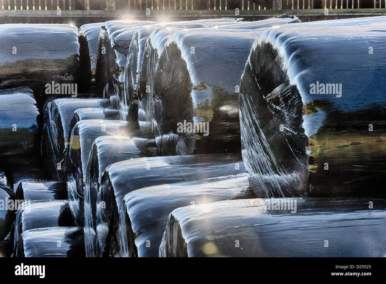 Stack of plastic wrapped round silage bales, Dinkling Green Farm ...