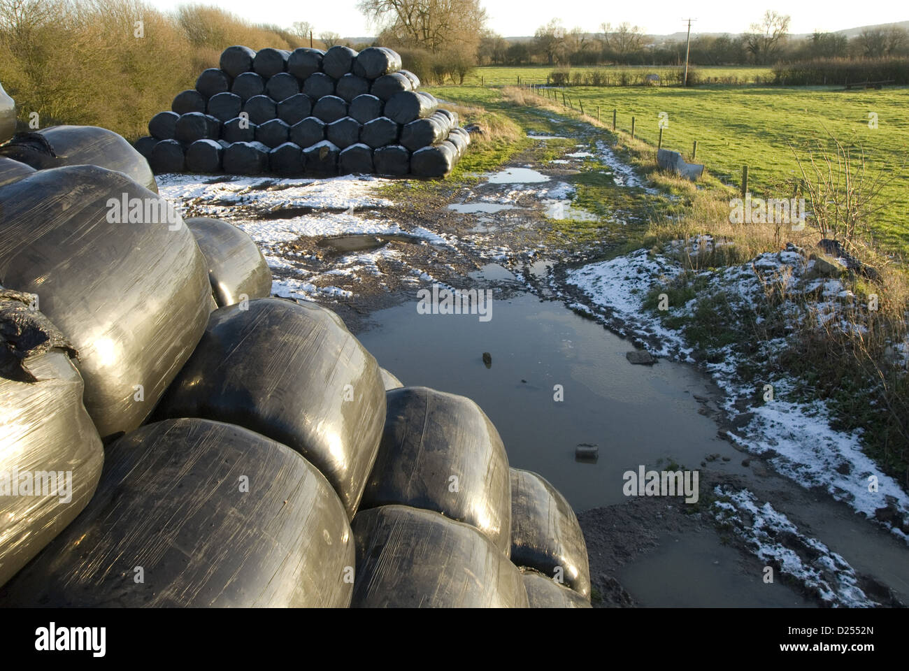 Stacks of black plastic wrapped silage bales on muddy waterlogged farm ...