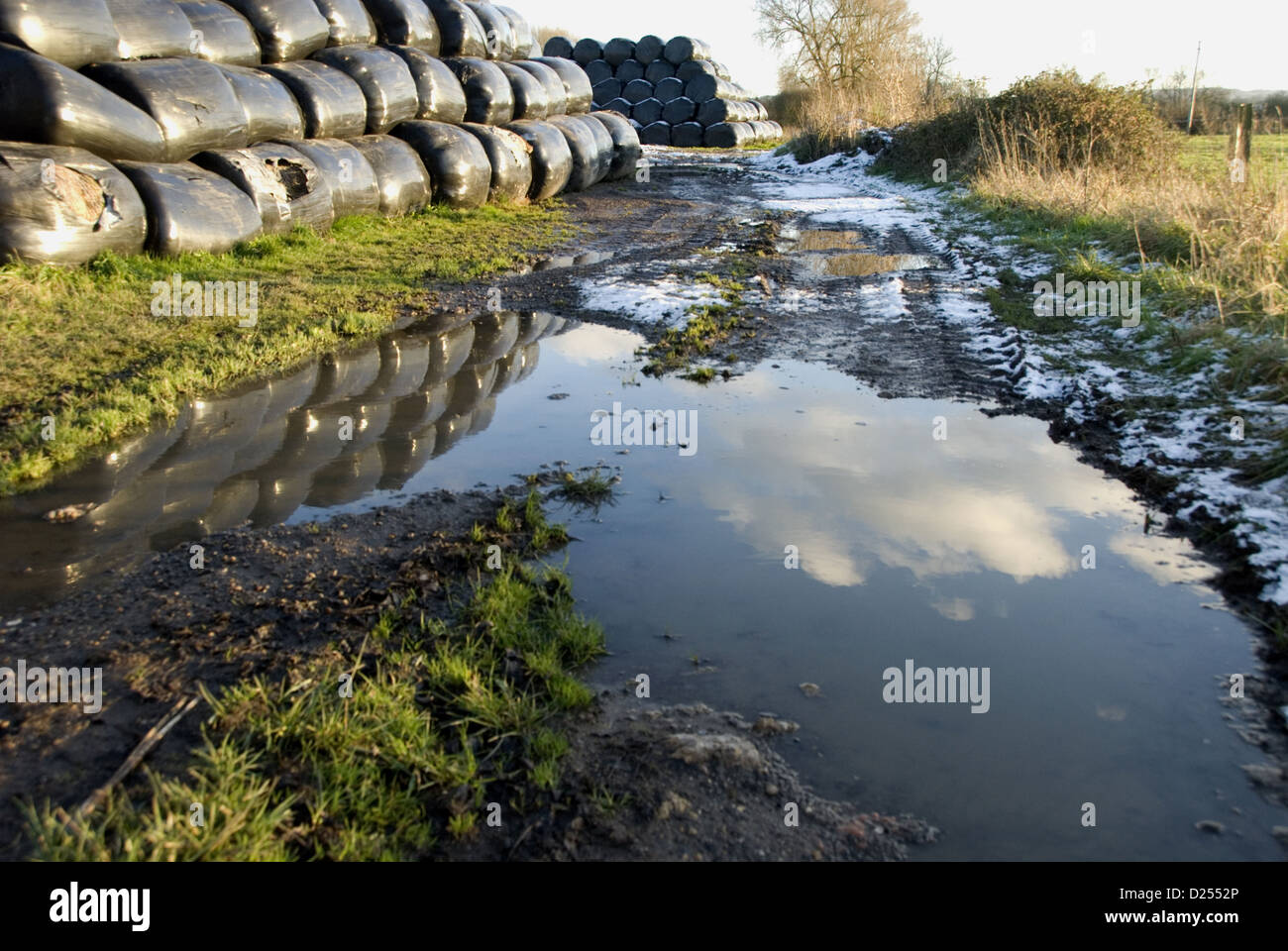 Stacks of black plastic wrapped silage bales on muddy waterlogged farm ...