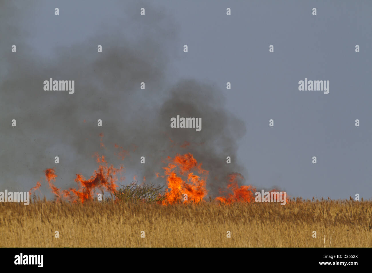Controlled burning of reeds in coastal reedbed habitat, Cley Marshes ...