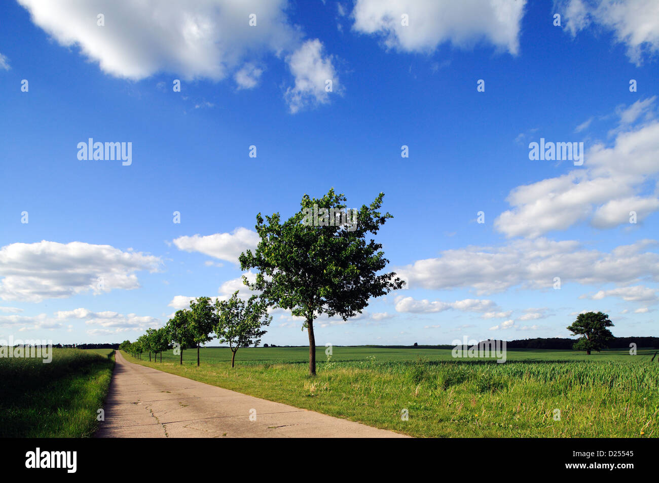 Infinite corn field hi-res stock photography and images - Alamy