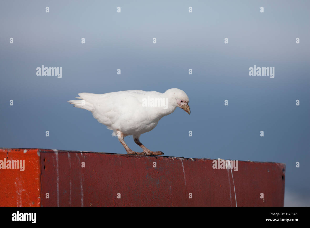 Snowy Sheathbill (Chionis albus) in Hope Bay, Antarctica Stock Photo ...