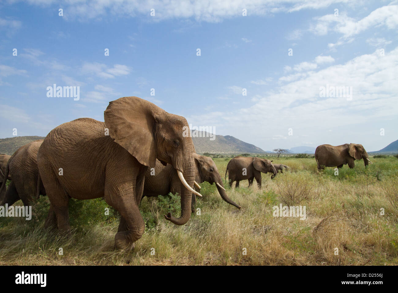 Elephants Moving High Resolution Stock Photography and Images - Alamy