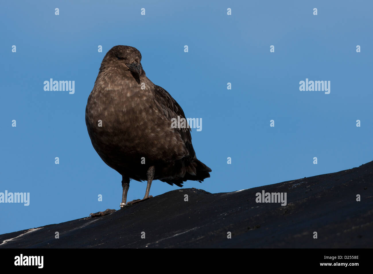 Brown Skua (Stercorarius antarcticus lonnbergi), Subantarctic subspecies at Hope Bay, Antarctica ...