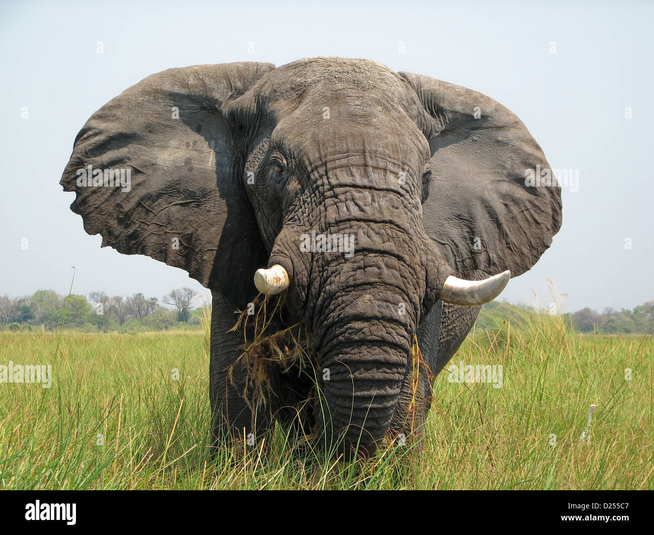 Okavango Delta Elephant Stock Photo - Alamy