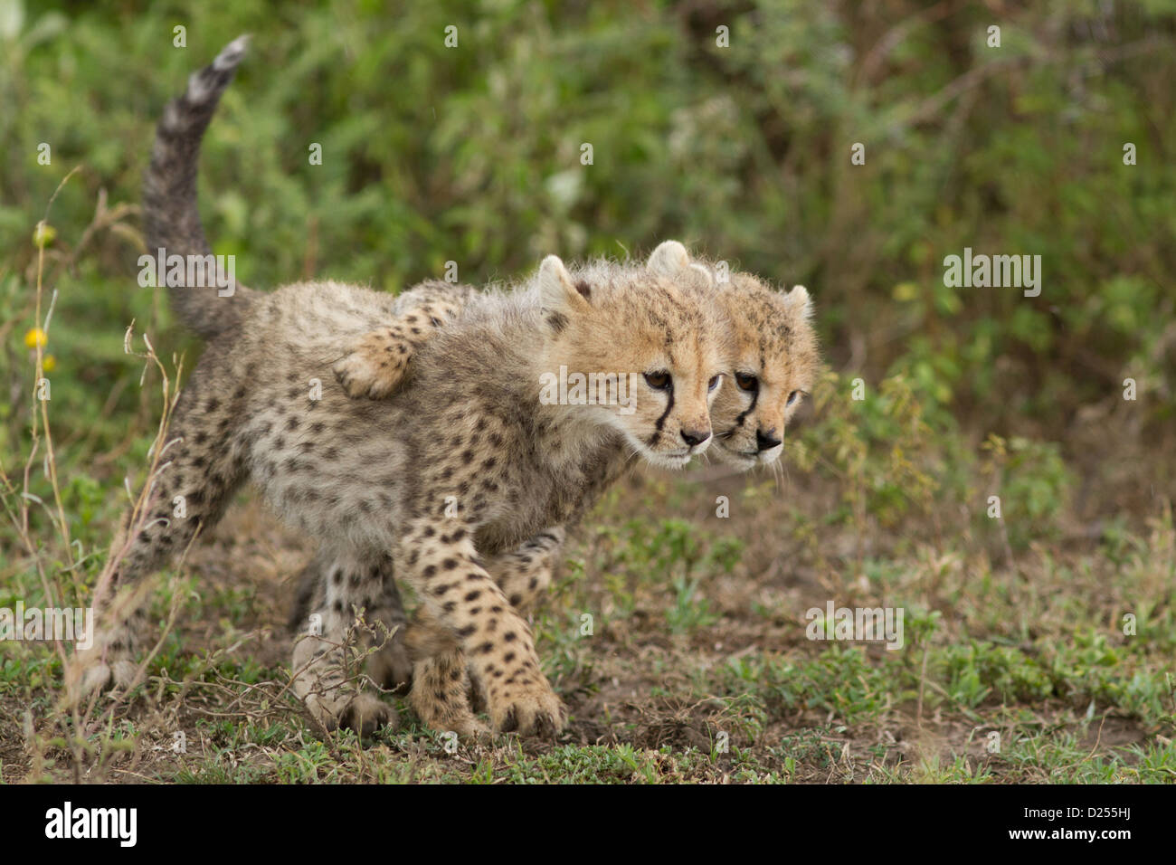 Two cheetah cubs playing in open savannah. Cub with arm over his ...