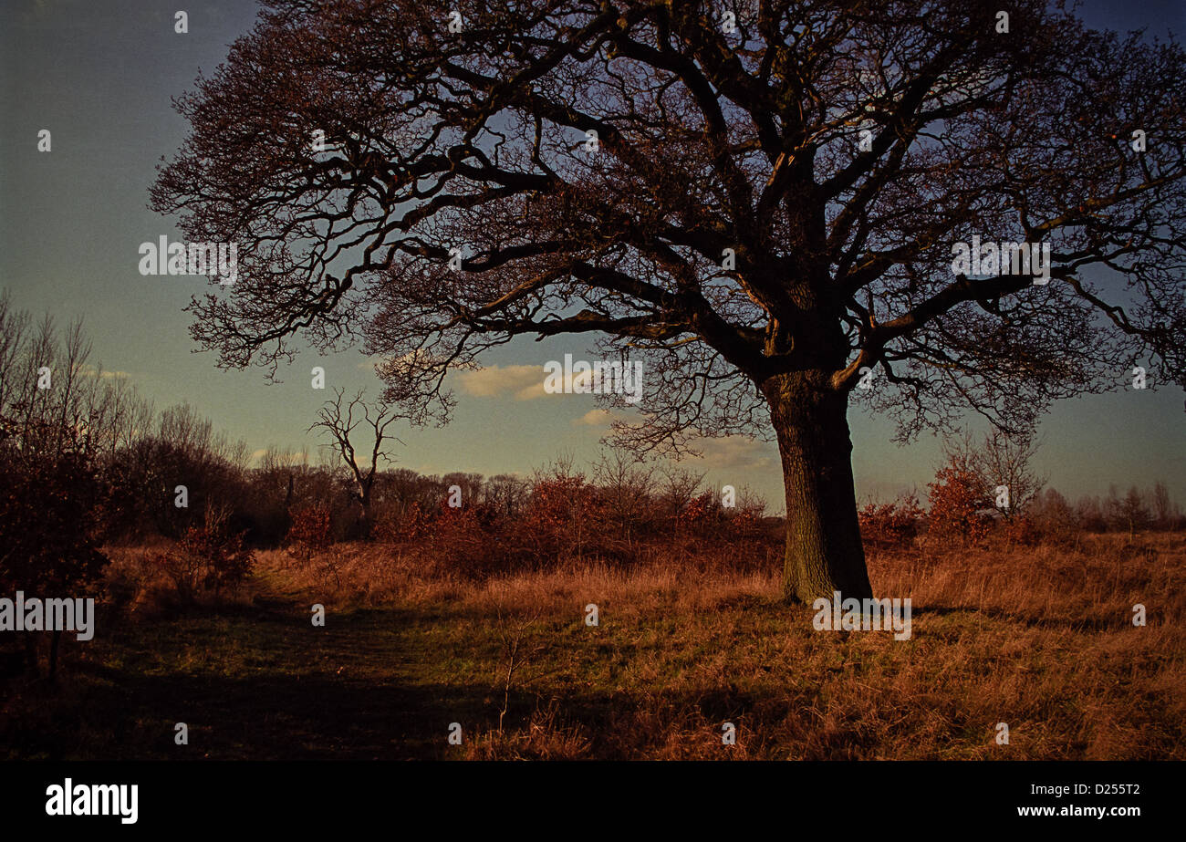 The Tree Stock Photo - Alamy