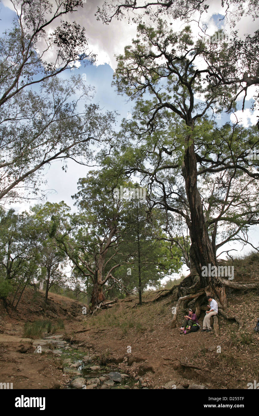 Sitting by the Gum tree- Outback New South Wales, Australia Stock Photo ...