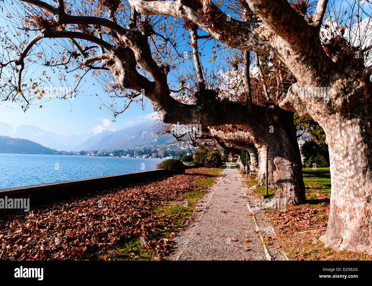 The Tree Line Stock Photo - Alamy