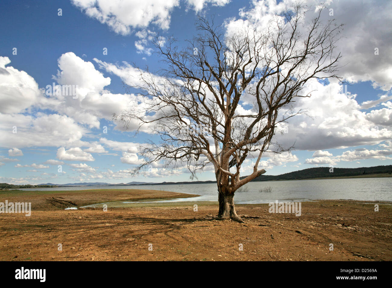 Dead Tree, Lake Keepit, Outback Australia Stock Photo - Alamy