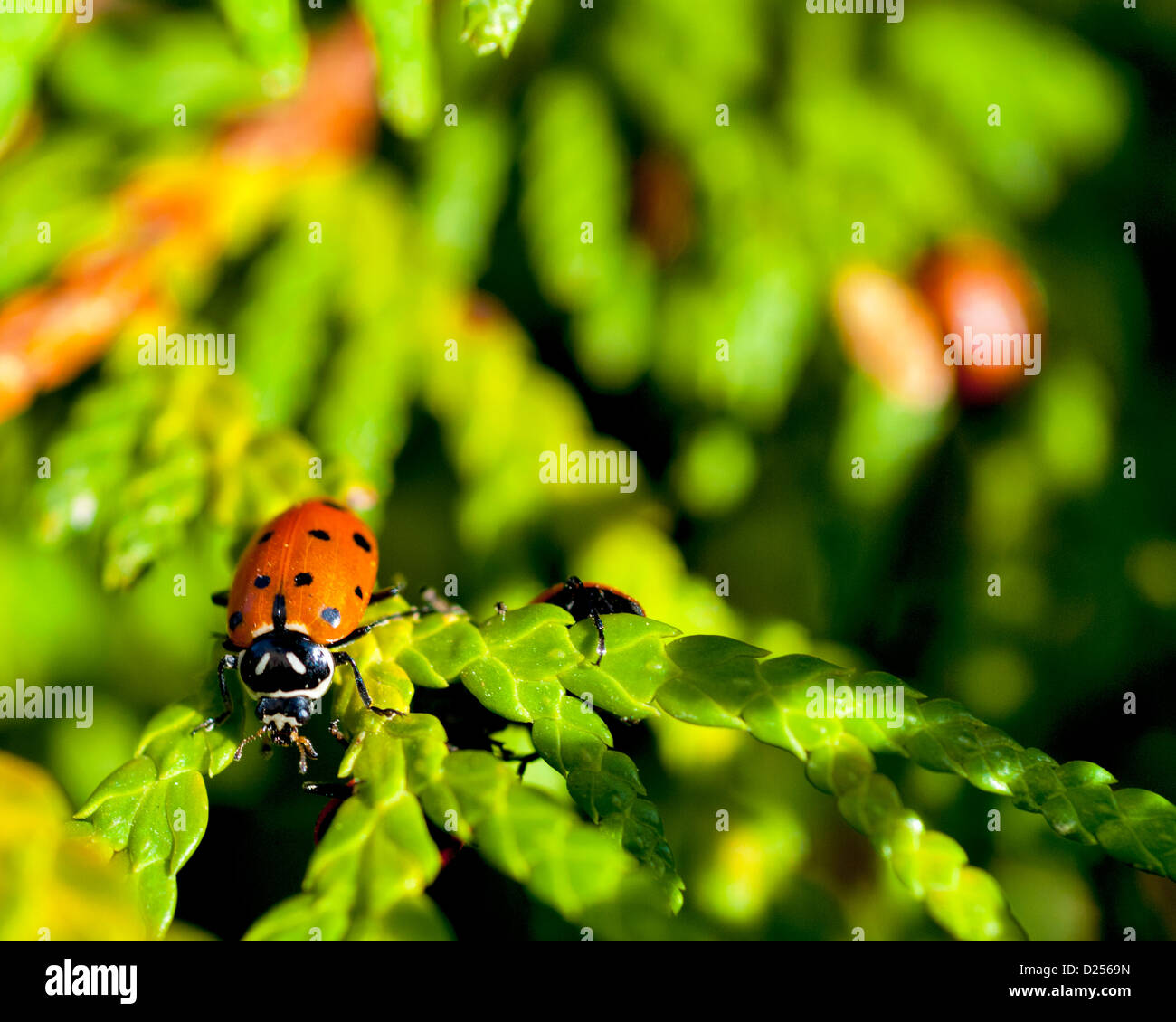 Ladybug climbs through the leaves of a tree Stock Photo - Alamy