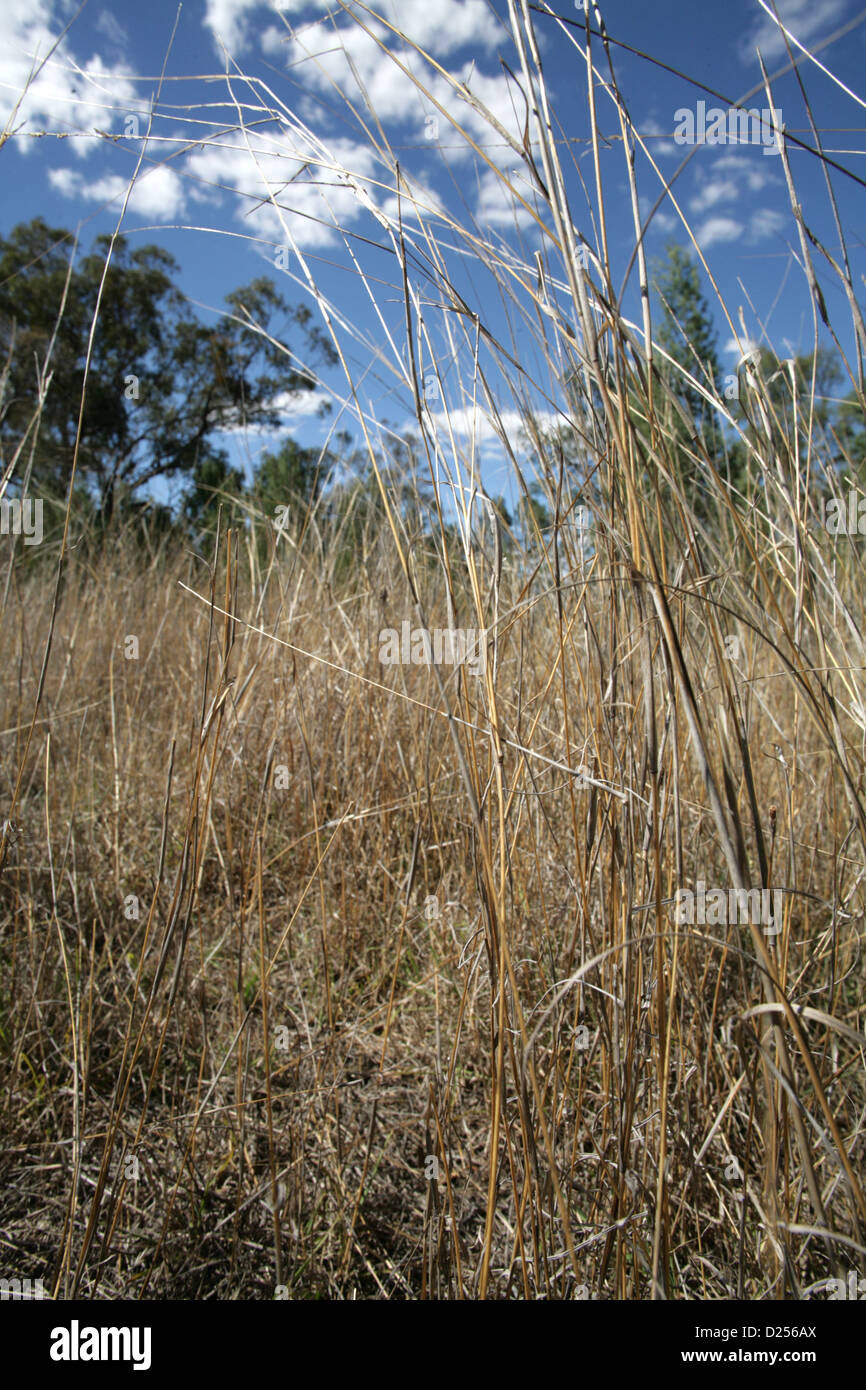 Low angle grass sky australia outback hi-res stock photography and ...