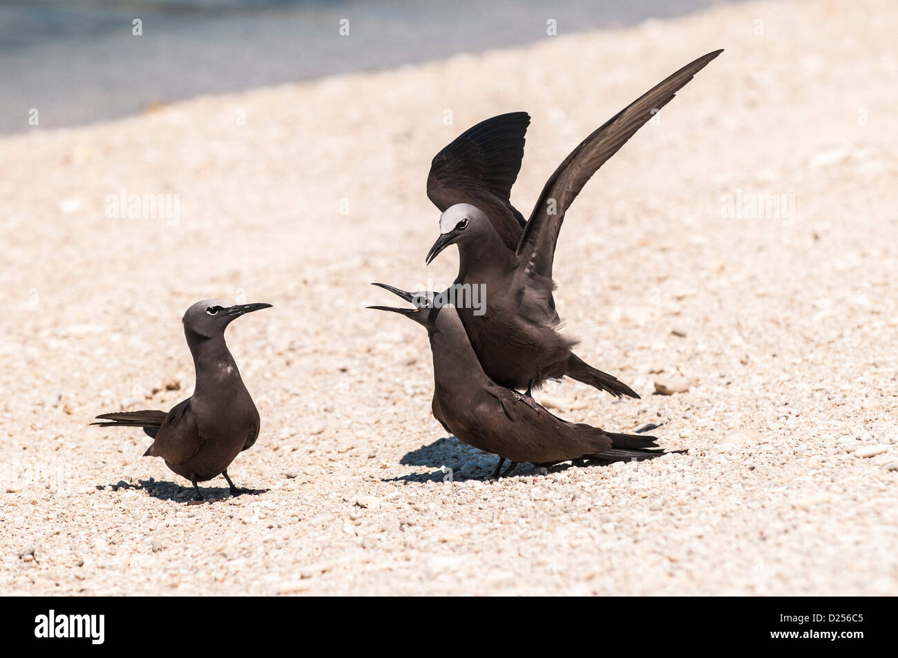 Common Noddies (Anous stolidus), mating on beach, Lady Elliot Island ...