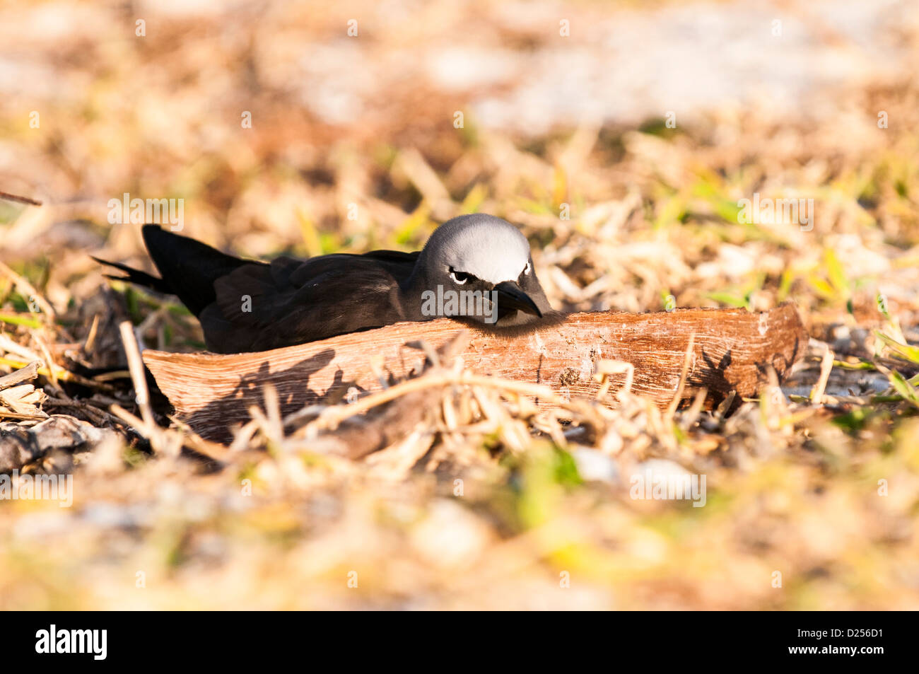 Bird noddy ground hi-res stock photography and images - Alamy