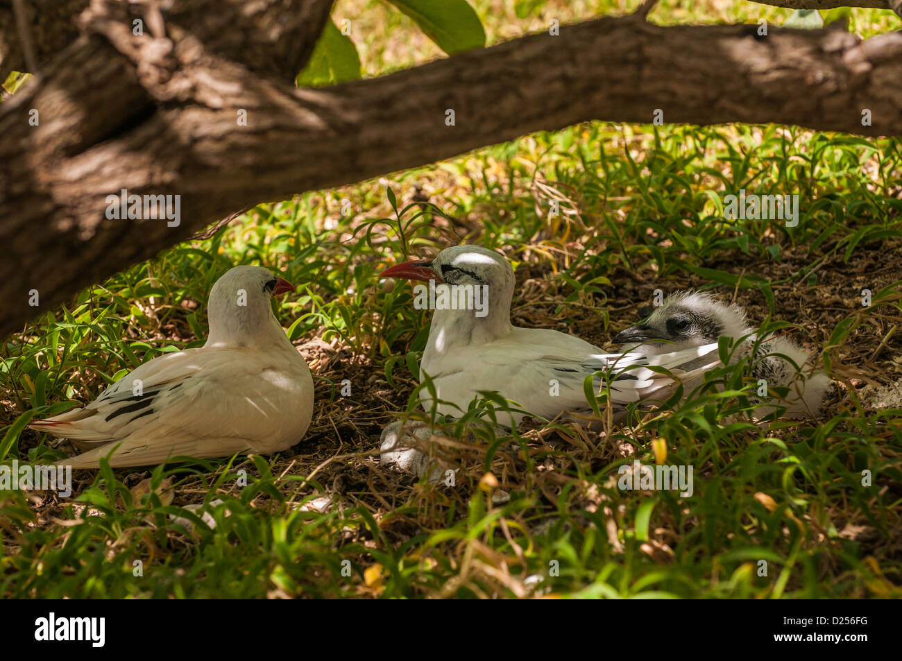 Red-tailed tropicbirds with chick, Lady Elliot Island, Great Barrier ...