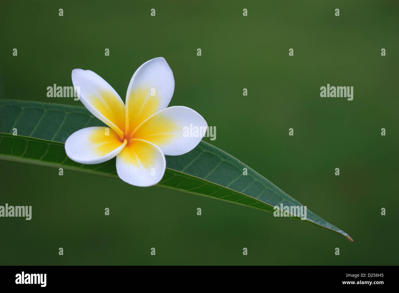 Plumeria macro hi-res stock photography and images - Alamy