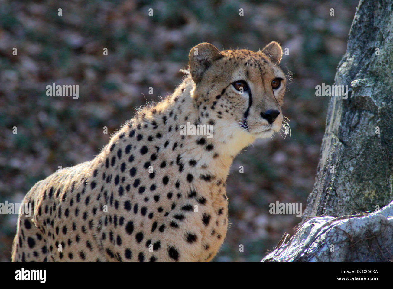 A cheetah at Tama Zoo Tokyo Japan Stock Photo - Alamy