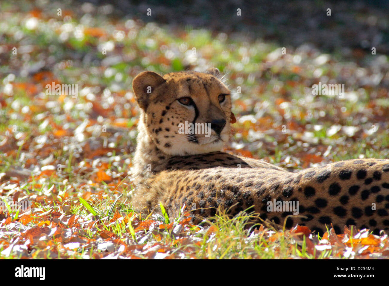 A cheetah at Tama Zoo Tokyo Japan Stock Photo - Alamy