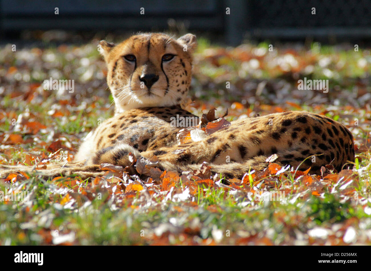 A cheetah at Tama Zoo Tokyo Japan Stock Photo - Alamy